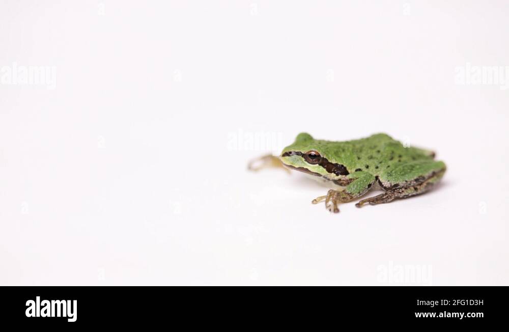 Frog webbed feet Stock Videos & Footage - HD and 4K Video Clips - Alamy