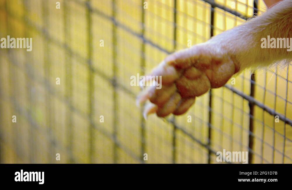 Full length zoo animal animals Stock Videos & Footage - HD and 4K Video ...