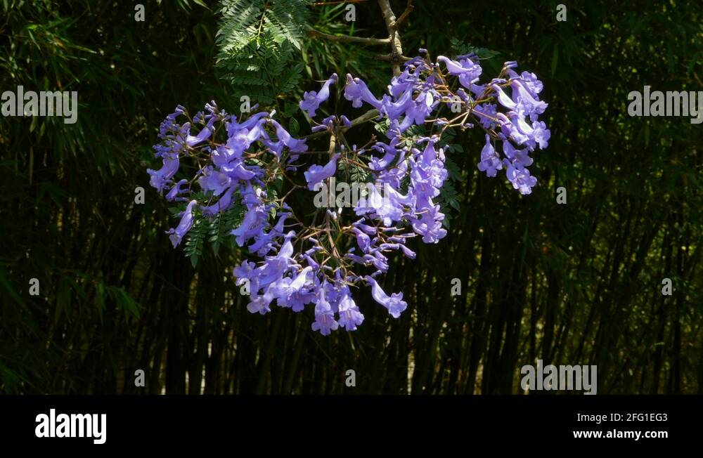 Jacaranda tree detail Stock Videos & Footage - HD and 4K Video Clips ...