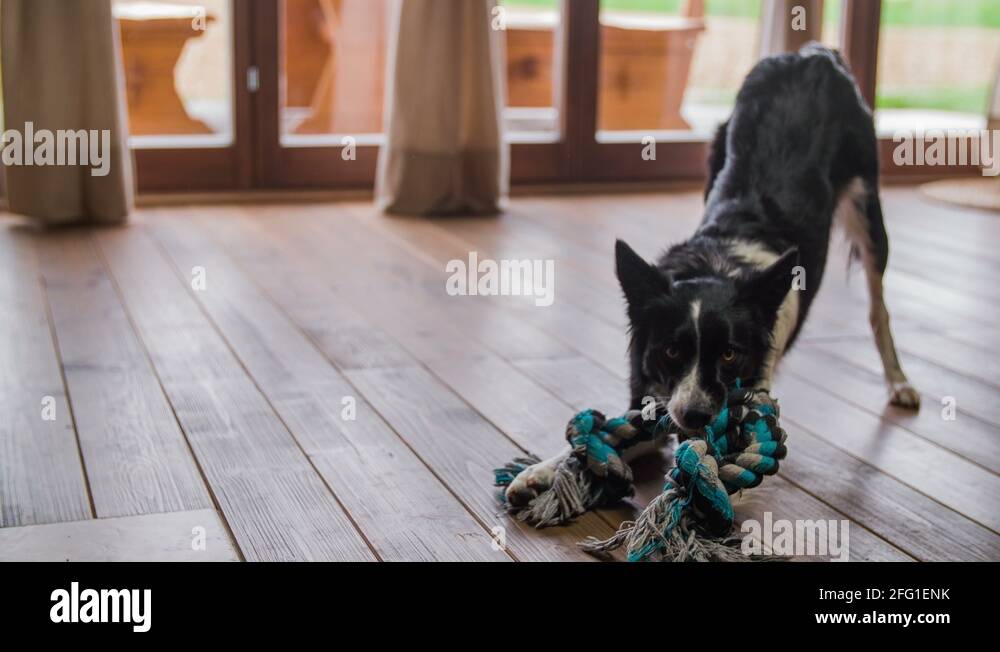 Biting rope Stock Videos & Footage - HD and 4K Video Clips - Alamy