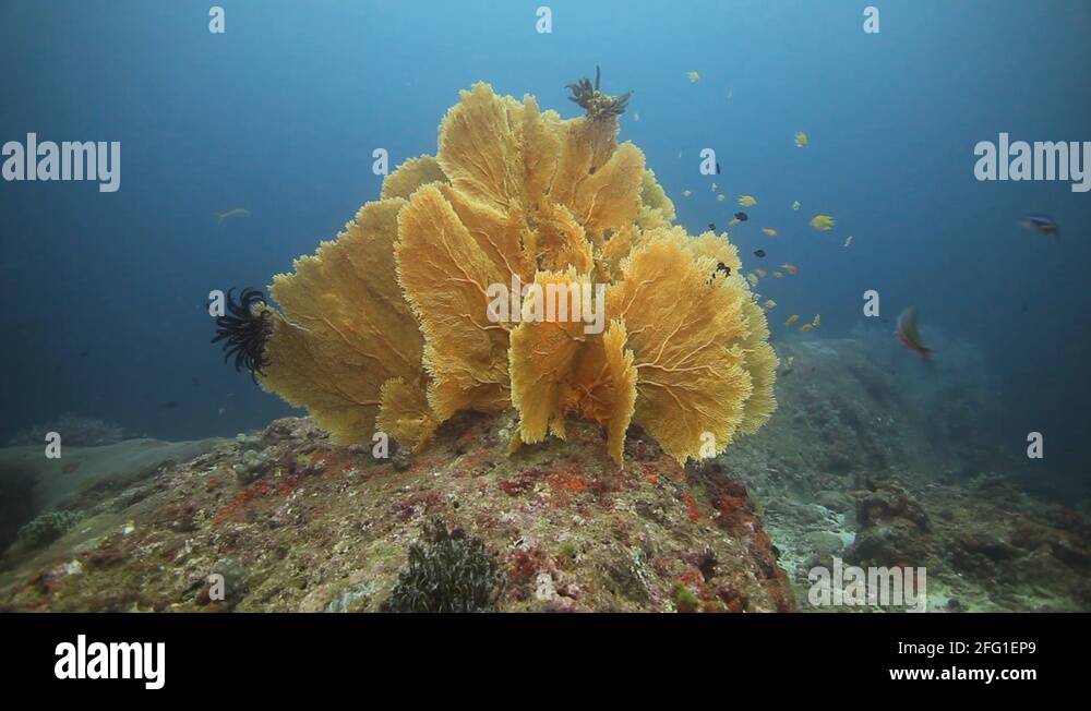 Coral reef sea fan Stock Videos & Footage - HD and 4K Video Clips - Alamy