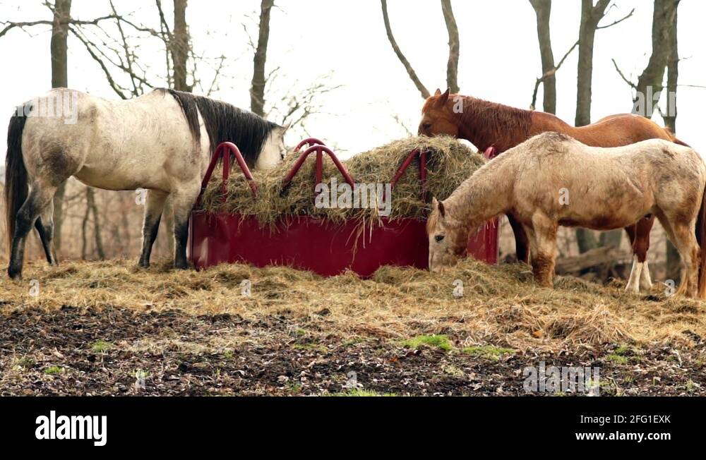 Bales of stray Stock Videos & Footage - HD and 4K Video Clips - Alamy