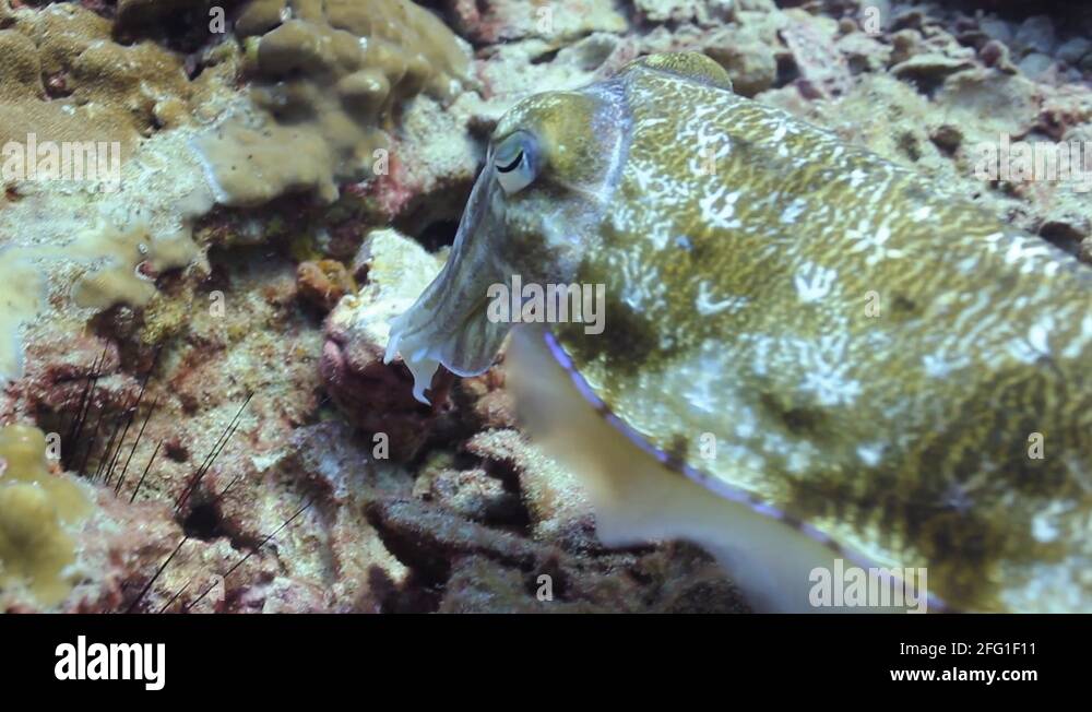Cuttlefish egg Stock Videos & Footage - HD and 4K Video Clips - Alamy