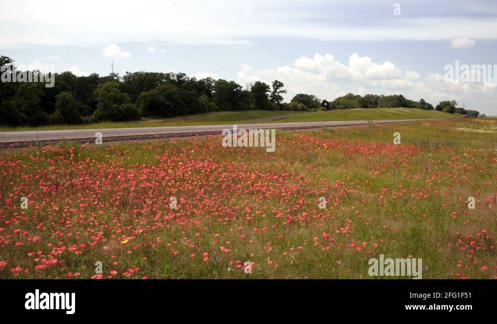 Wildflowers rural Stock Videos & Footage - HD and 4K Video Clips - Alamy