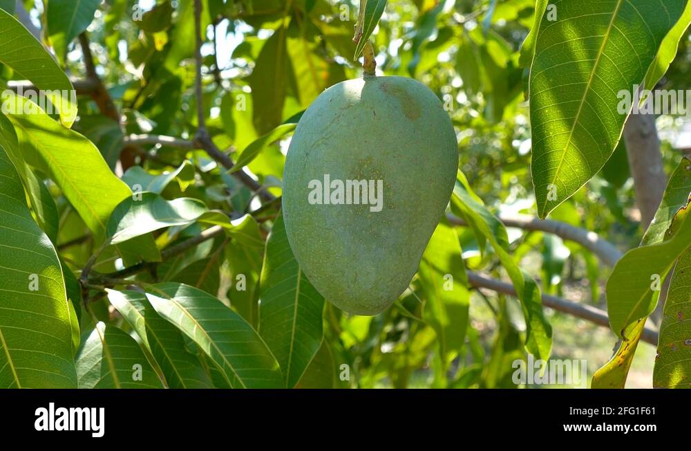 Mango tree cultivation Stock Videos & Footage - HD and 4K Video Clips ...