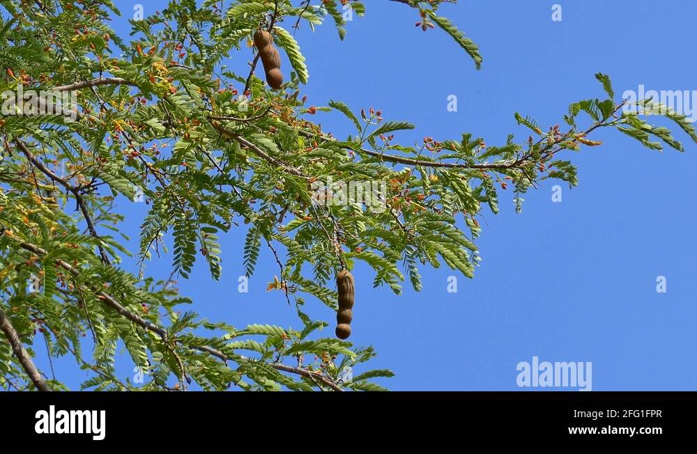 Tamarind tamarindus indica Stock Videos & Footage - HD and 4K Video ...