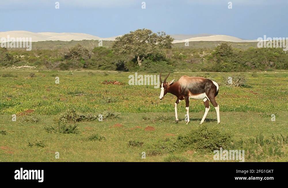 Fynbos species Stock Videos & Footage - HD and 4K Video Clips - Alamy