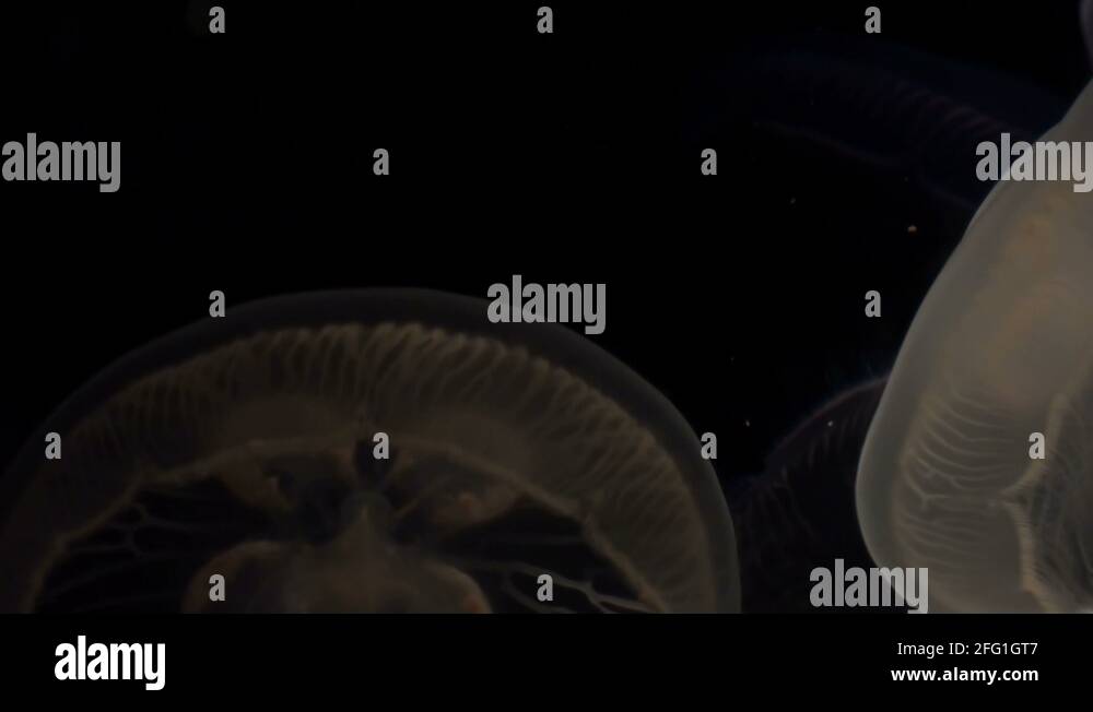 Jellyfish fast motion V1 - HD Stock Video Footage - Alamy