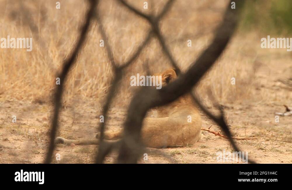 Female african lion and cub Stock Videos & Footage - HD and 4K Video ...