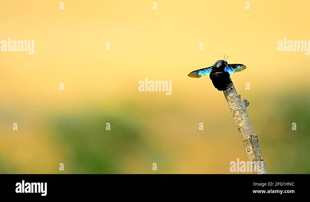 Common bug Stock Videos & Footage - HD and 4K Video Clips - Alamy