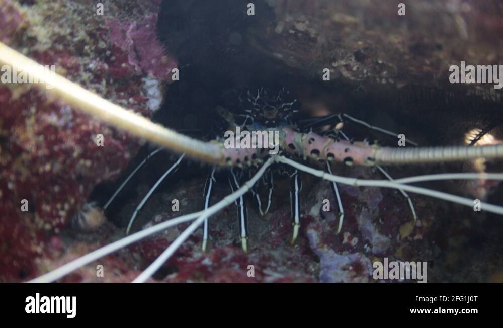 Crustacean underwater marine Stock Videos & Footage - HD and 4K Video ...