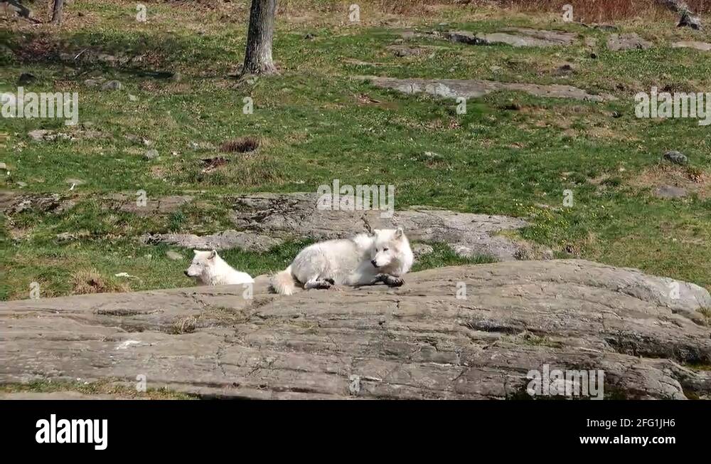 Arctic timber wolves Stock Videos & Footage - HD and 4K Video Clips - Alamy