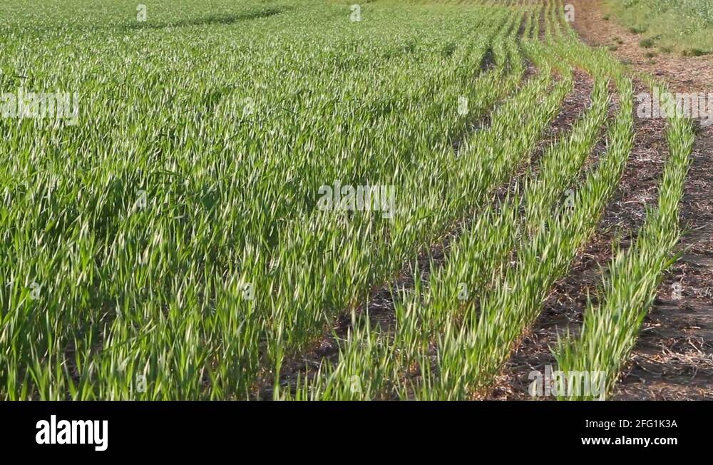 Rows of wheat Stock Videos & Footage - HD and 4K Video Clips - Alamy