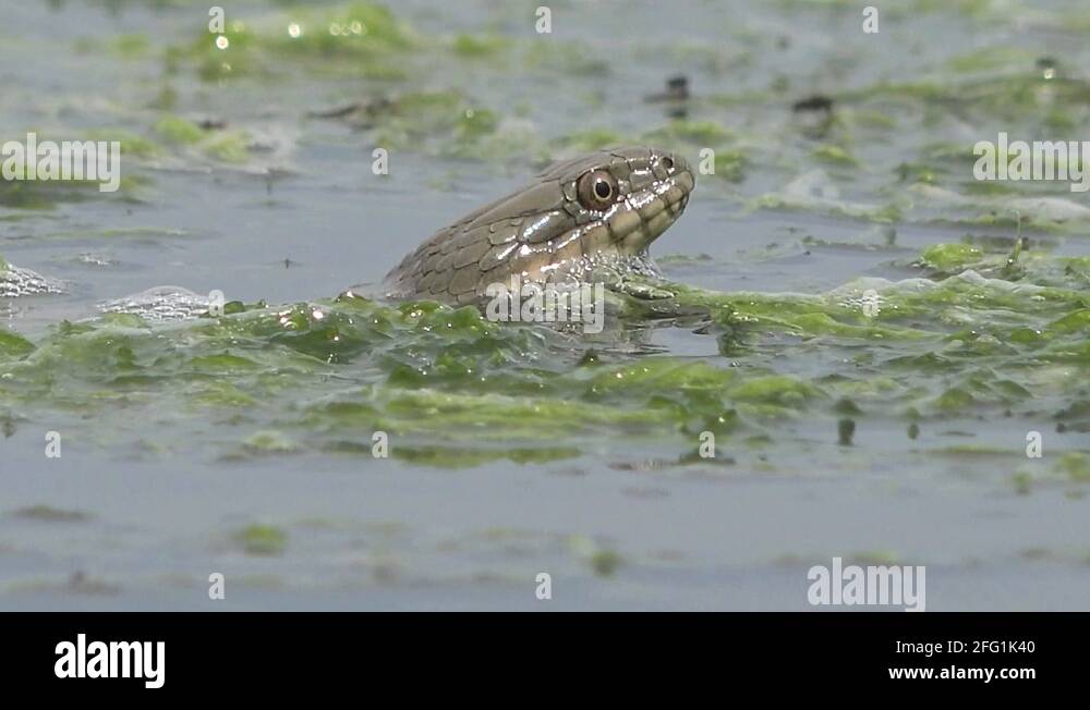 Snake River Natrix reptile head peeking out of the water on the river ...