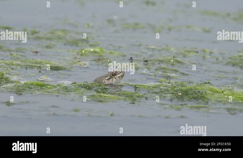 Snake River Natrix reptile head peeking out of the water on the river ...