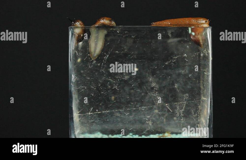 Control of slugs Stock Videos & Footage - HD and 4K Video Clips - Alamy