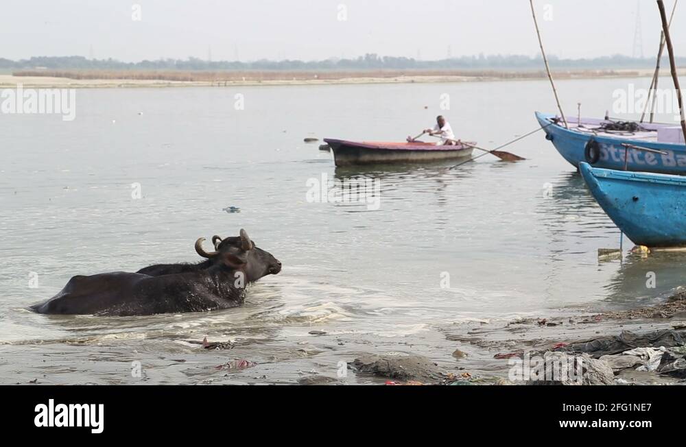 Ganga river ganges cow Stock Videos & Footage - HD and 4K Video Clips ...