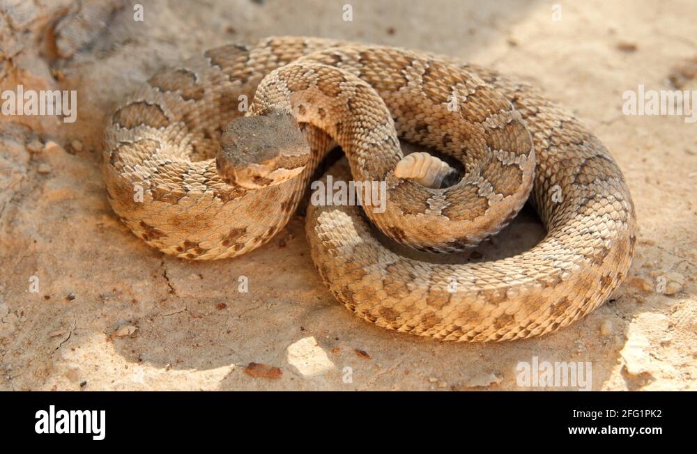 Diamond back rattlesnake Stock Videos & Footage - HD and 4K Video Clips ...