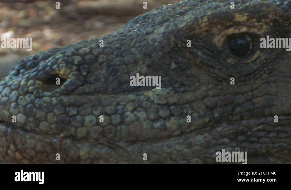 Komodo dragon environment Stock Videos & Footage - HD and 4K Video ...