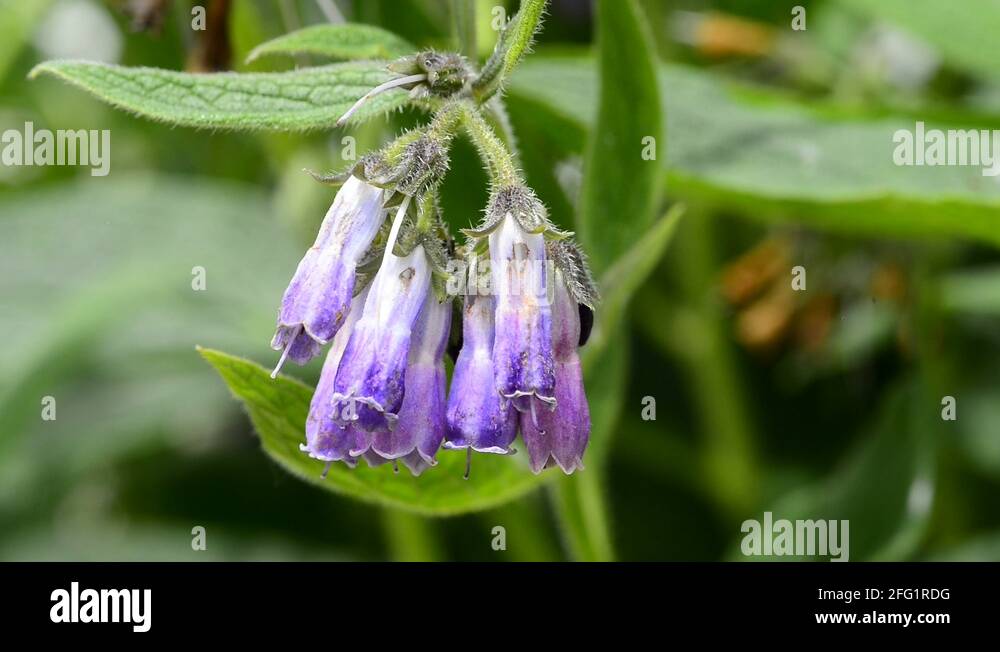 Comfrey blossom Stock Videos & Footage - HD and 4K Video Clips - Alamy
