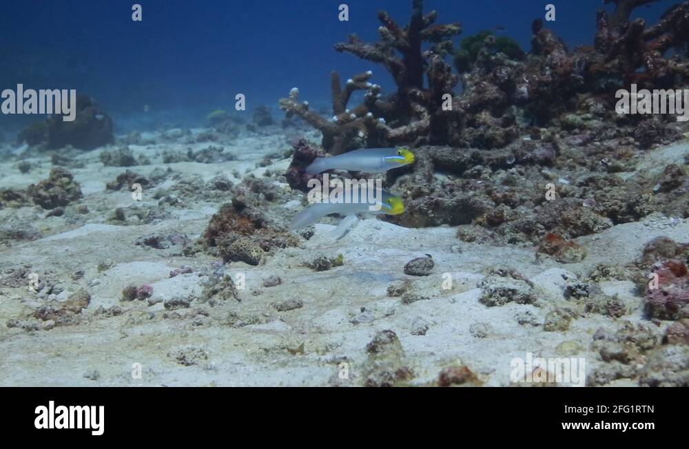 Cute fish underwater Stock Videos & Footage - HD and 4K Video Clips - Alamy