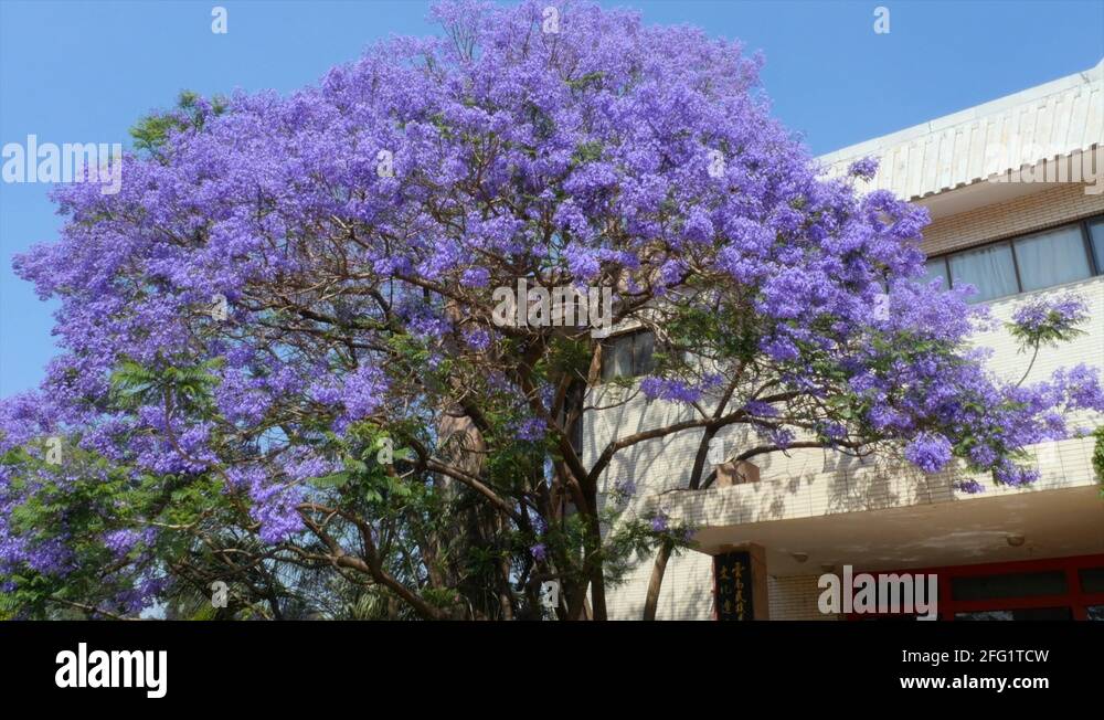 Jacaranda tree with flowers Stock Videos & Footage - HD and 4K Video ...