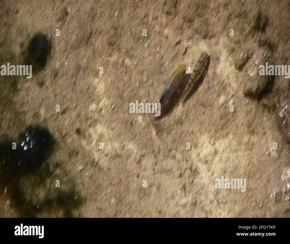 Desert pupfish Stock Videos & Footage - HD and 4K Video Clips - Alamy