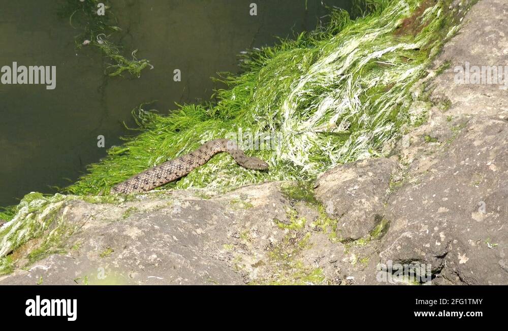 Snake River Natrix swam to rock with green algae on iver Stock Video ...