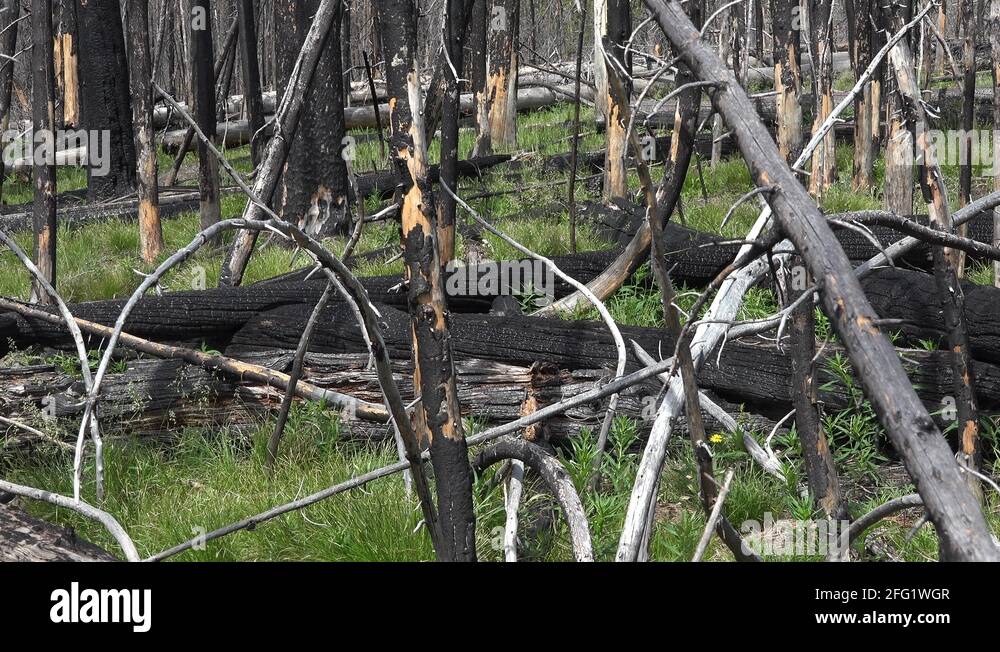 Fired trees Stock Videos & Footage - HD and 4K Video Clips - Alamy