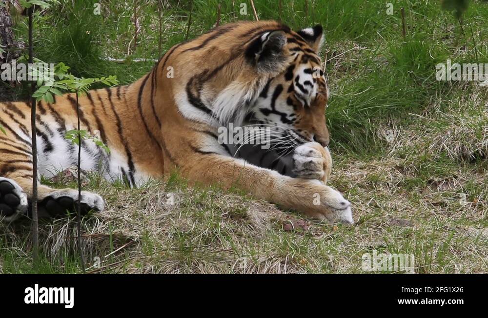 Swedish tiger Stock Videos & Footage - HD and 4K Video Clips - Alamy