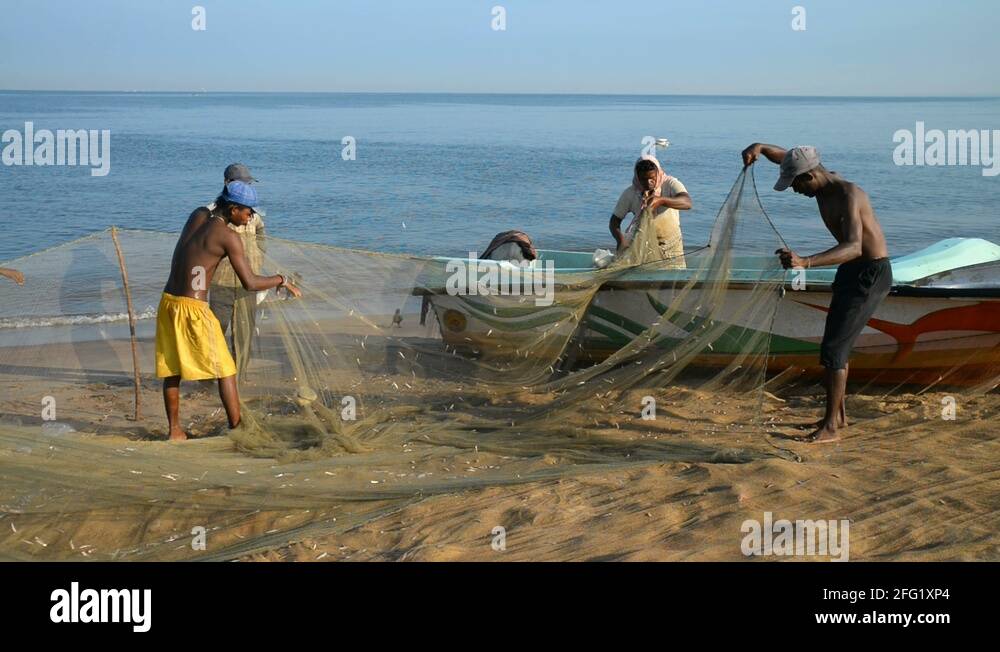 Sorting fish from nets Stock Videos & Footage - HD and 4K Video Clips ...