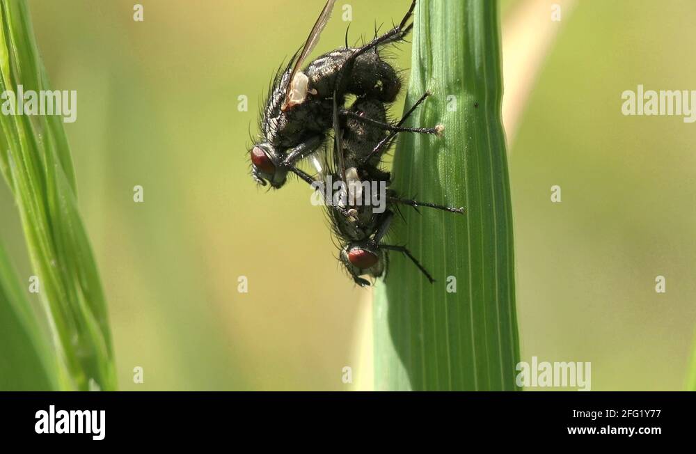 Diptera two wings Stock Videos & Footage - HD and 4K Video Clips - Alamy