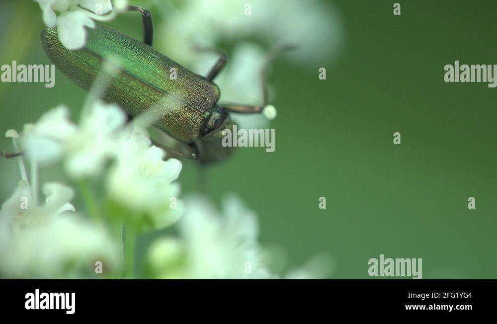 Spanish fly beetle Stock Videos & Footage - HD and 4K Video Clips - Alamy