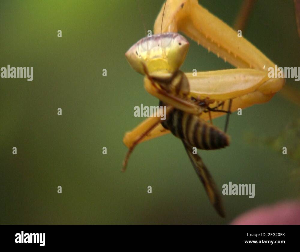 Praying Mantis feeding on a horsefly Stock Video Footage - Alamy