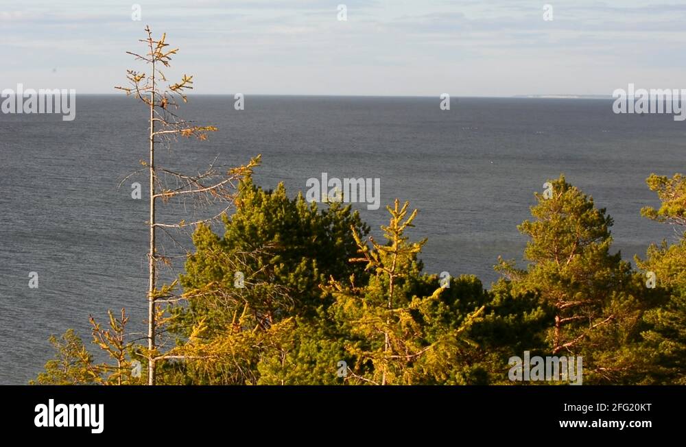 Evergreen trees and ocean Stock Videos & Footage - HD and 4K Video ...