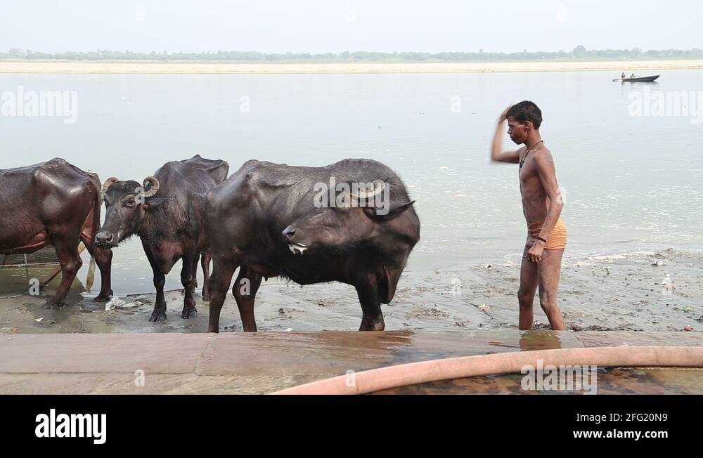 Boy with cow Stock Videos & Footage - HD and 4K Video Clips - Alamy