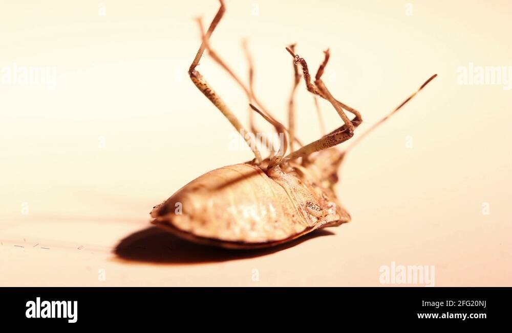 Bug exoskeleton Stock Videos & Footage - HD and 4K Video Clips - Alamy