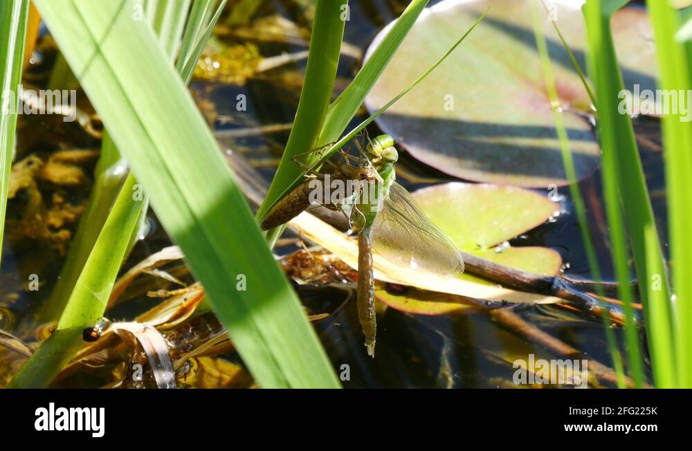 Dragonfly nymph wings Stock Videos & Footage - HD and 4K Video Clips ...