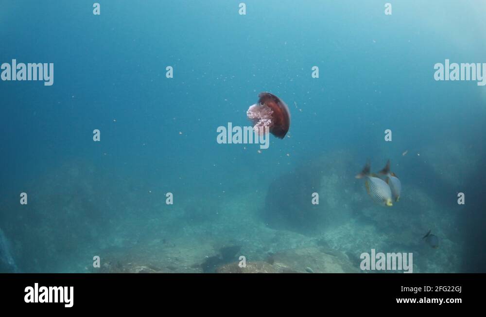 Eating earth planet open Stock Videos & Footage - HD and 4K Video Clips ...