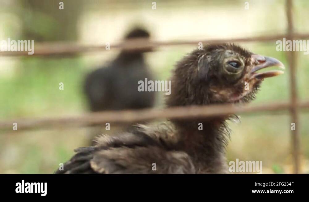 Little Chicken Crying behind Bar Stock Video Footage - Alamy
