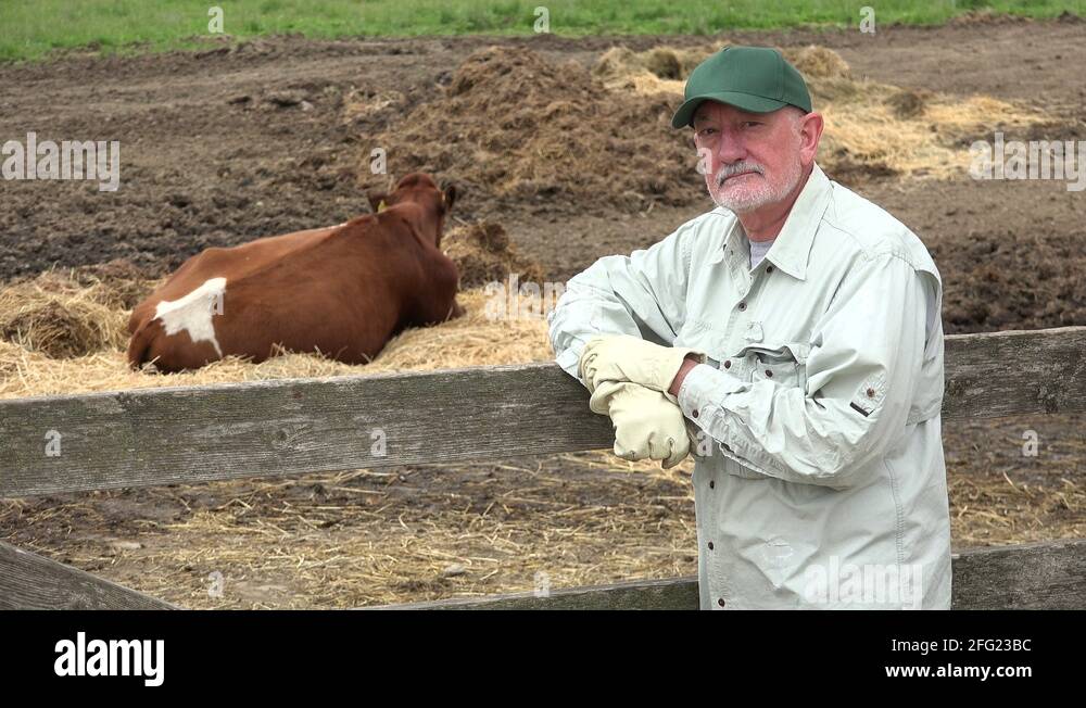 Farmer with his cattle Stock Videos & Footage - HD and 4K Video Clips ...