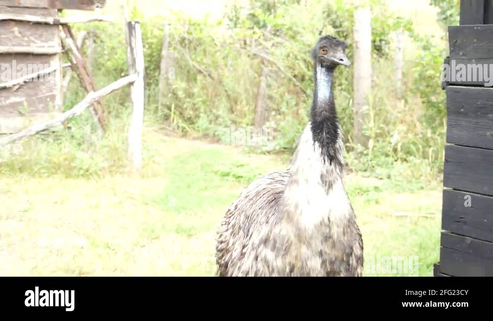 Funny emu Stock Videos & Footage - HD and 4K Video Clips - Alamy