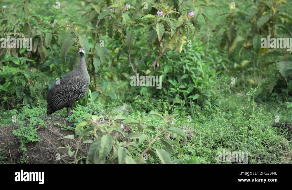 Guinea fowl bird Stock Videos & Footage - HD and 4K Video Clips - Alamy