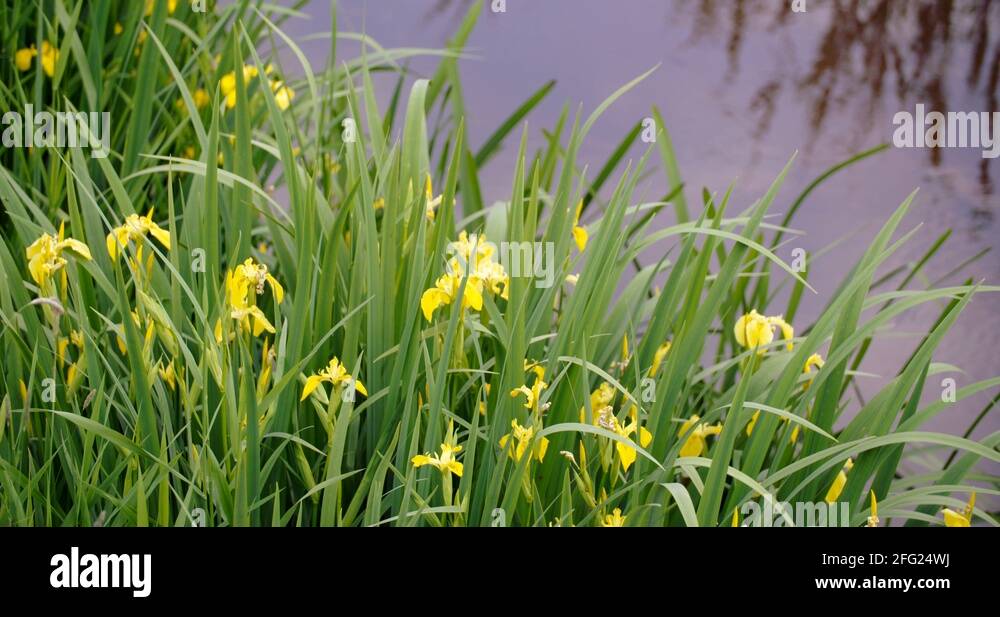 River iris Stock Videos & Footage - HD and 4K Video Clips - Alamy