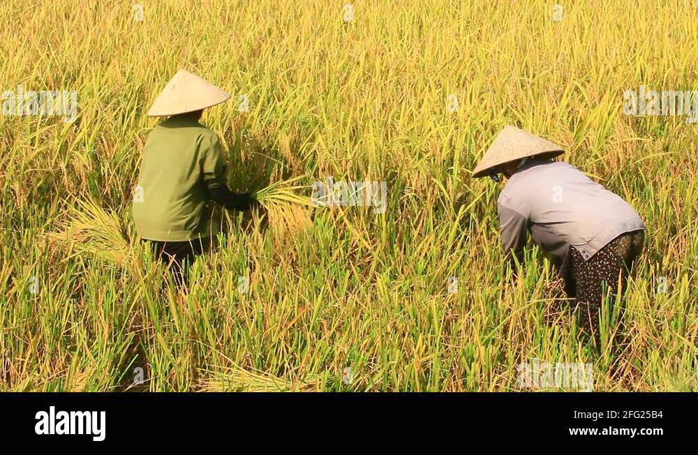Farmers harvest rice at a rice field Stock Videos & Footage - HD and 4K ...