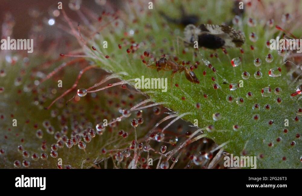 Drosera dew Stock Videos & Footage - HD and 4K Video Clips - Alamy
