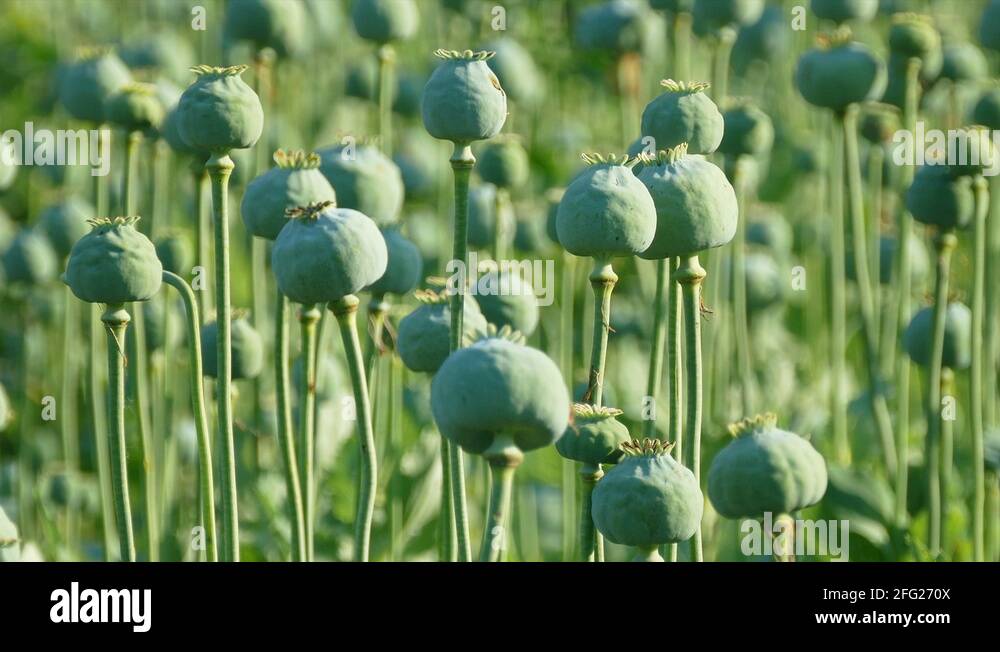 Green agriculture poppy field Stock Videos & Footage - HD and 4K Video ...