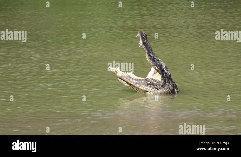 Alligator showing teeth florida everglades Stock Videos & Footage - HD ...