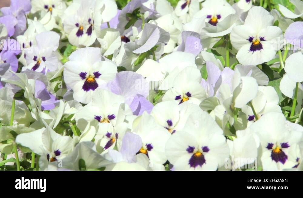 Flowers of India. Mysore. Karnataka Stock Video Footage - Alamy