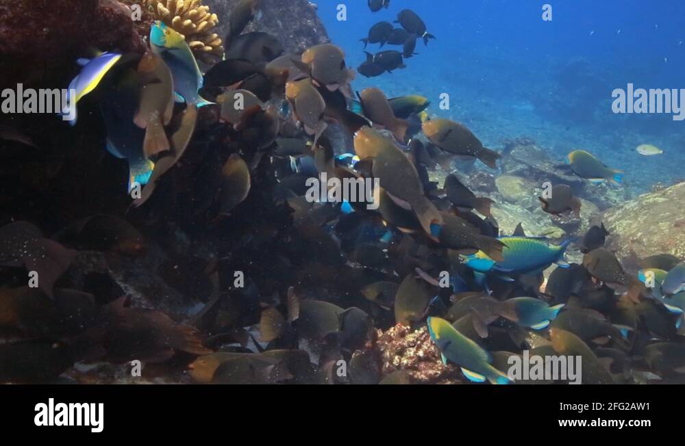 Fish underwater parrotfish Stock Videos & Footage - HD and 4K Video ...